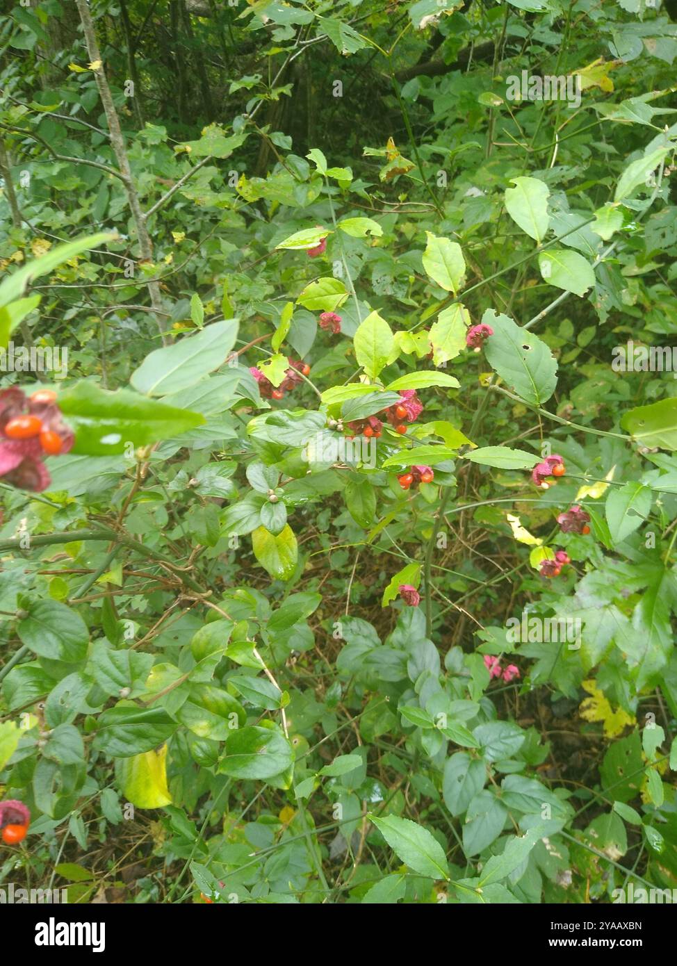strawberry bush (Euonymus americanus) Plantae Stock Photo - Alamy