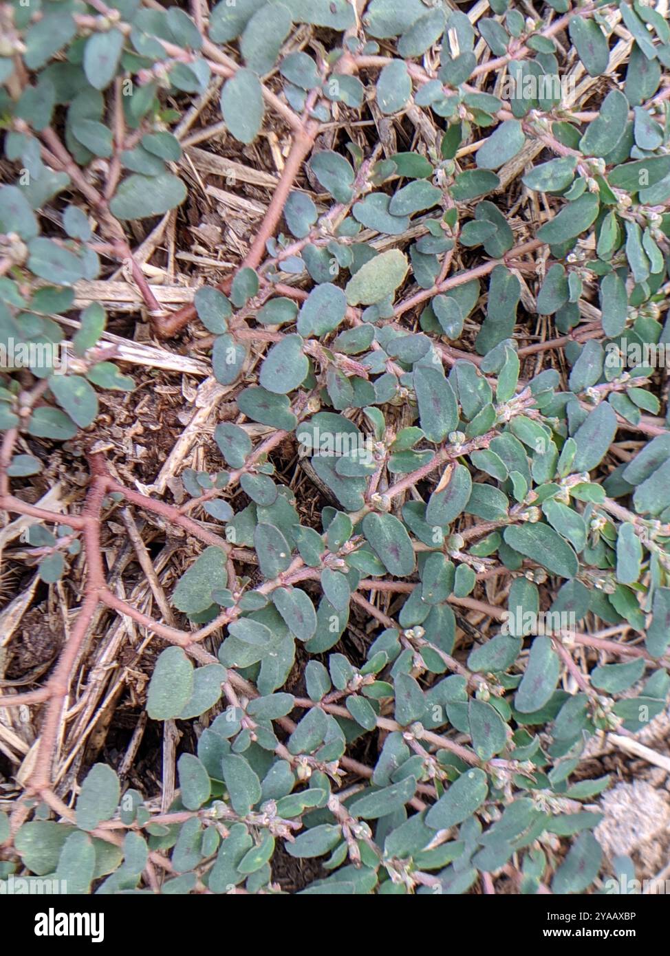 Spotted spurge (Euphorbia maculata) Plantae Stock Photo - Alamy