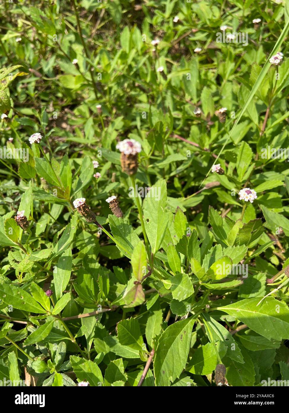 lanceleaf frogfruit (Phyla lanceolata) Plantae Stock Photo - Alamy