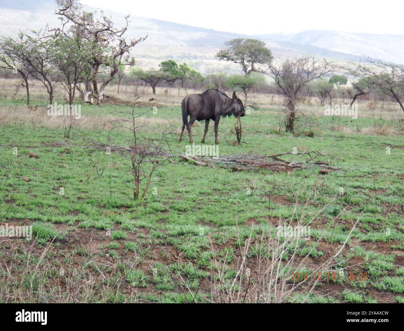 Blue Wildebeest (Connochaetes taurinus taurinus) Mammalia Stock Photo ...