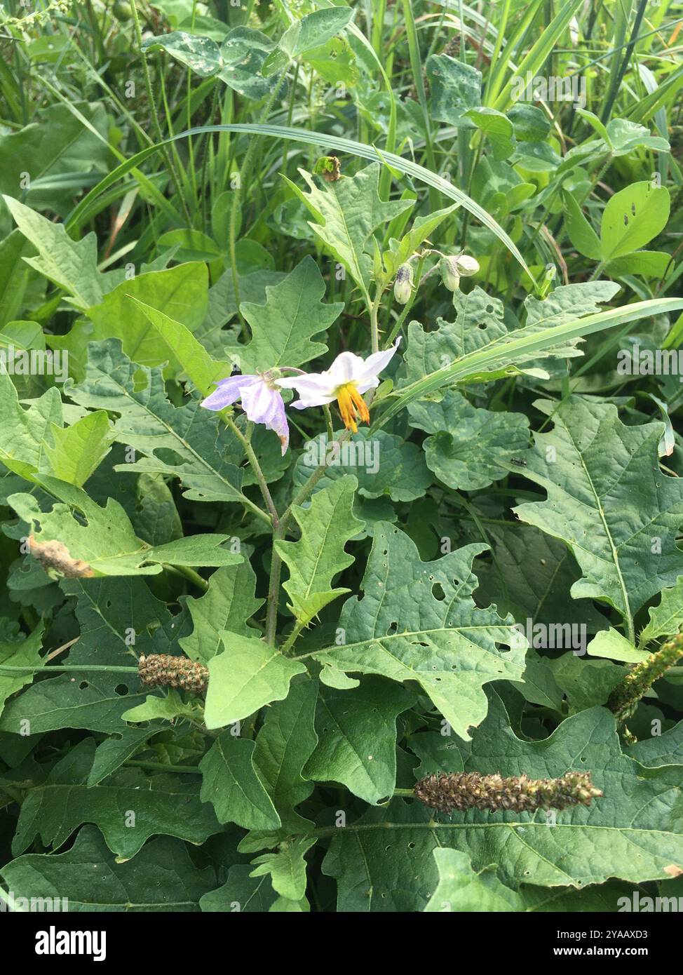 Carolina horsenettle (Solanum carolinense) Plantae Stock Photo - Alamy