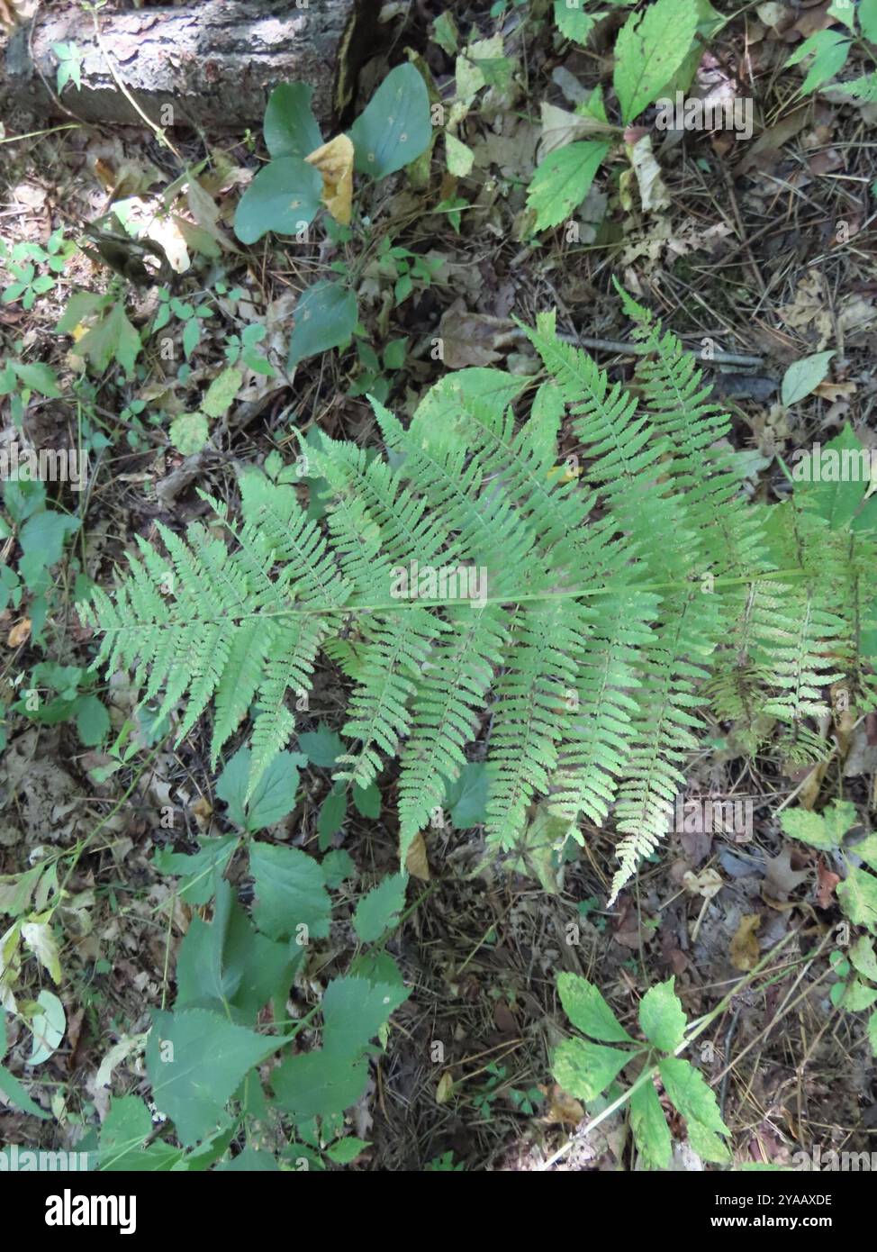 Athyrium sect. Athyrium (Athyrium) Plantae Stock Photo - Alamy
