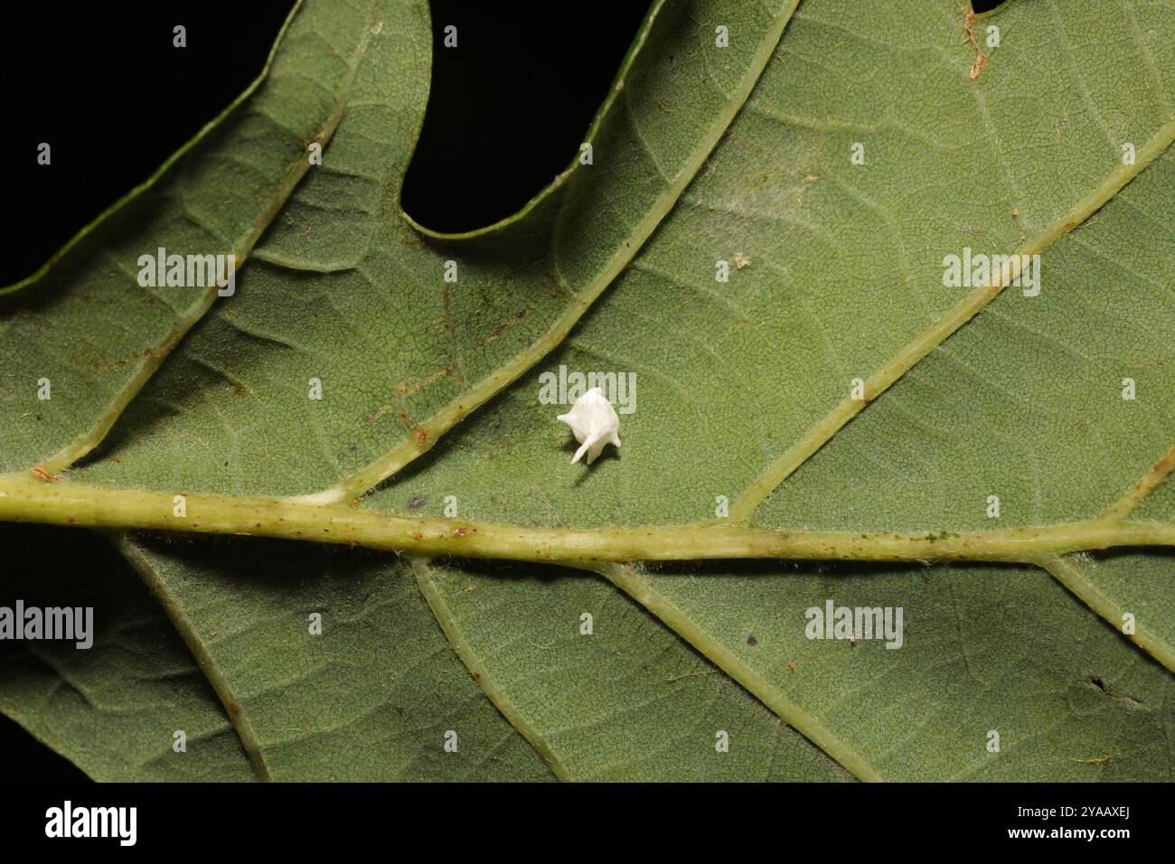 Sputnik Spider (Paidiscura pallens) Arachnida Stock Photo - Alamy