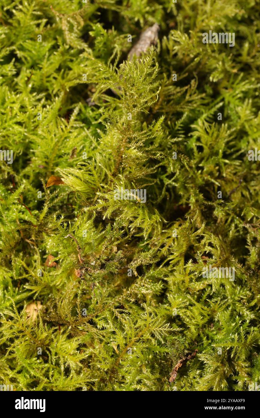 Common Feather-moss (Kindbergia praelonga) Plantae Stock Photo - Alamy