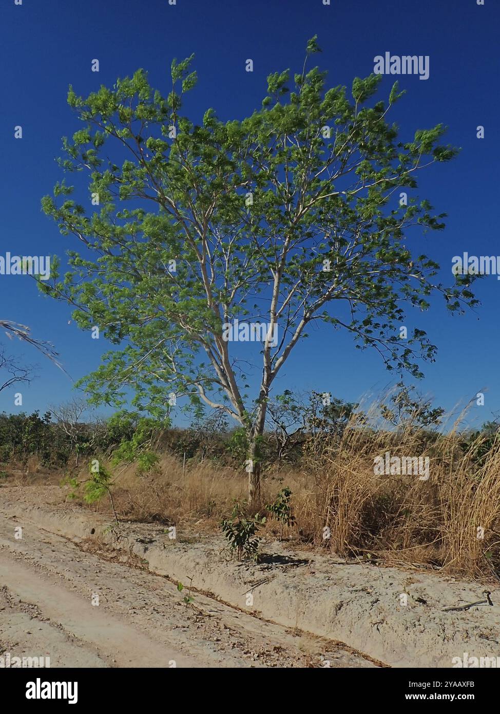 (Pterodon emarginatus) Plantae Stock Photo - Alamy