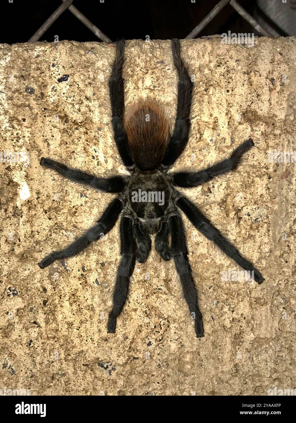 Tucson Bronze Tarantula (Aphonopelma vorhiesi) Arachnida Stock Photo ...
