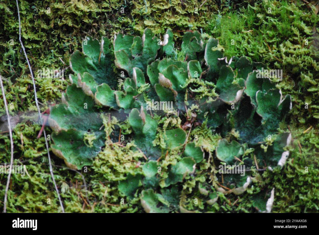 freckled pelt lichen (Peltigera aphthosa) Fungi Stock Photo - Alamy
