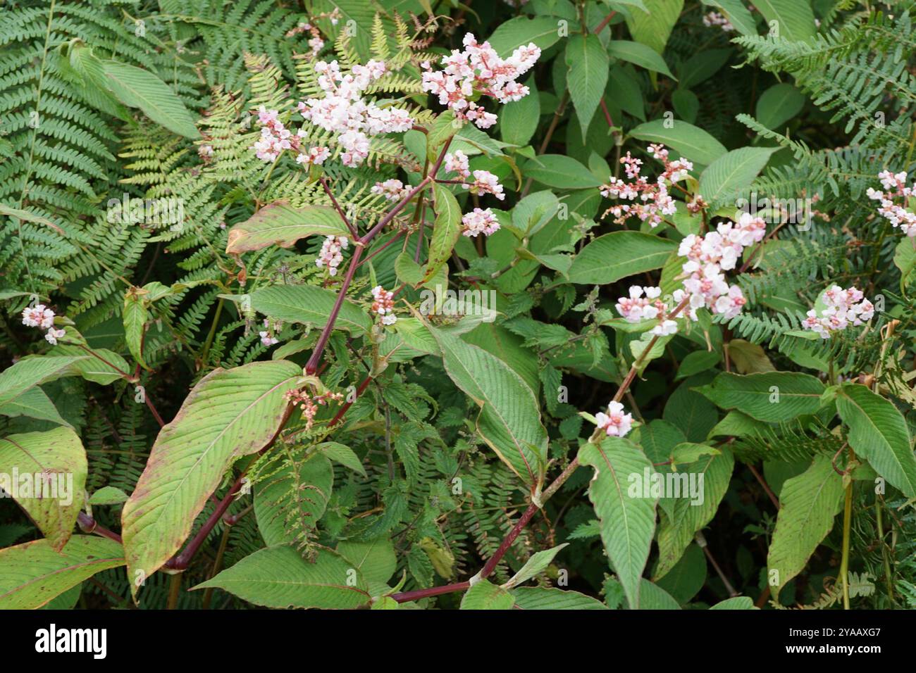 Lesser Knotweed (Koenigia campanulata) Plantae Stock Photo - Alamy