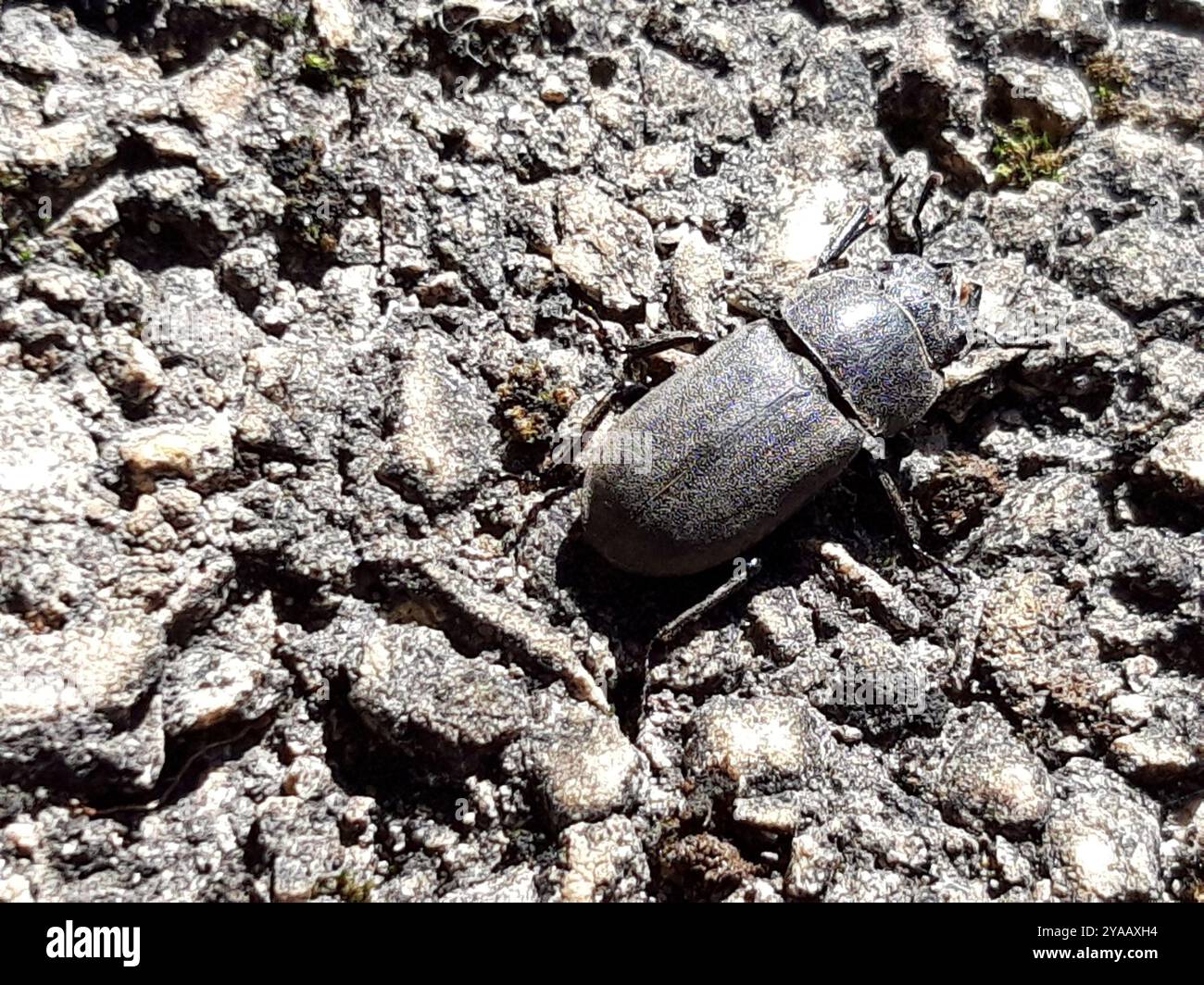 Lesser Stag Beetle (Dorcus parallelipipedus) Insecta Stock Photo - Alamy