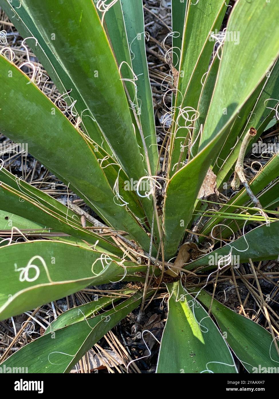 common yucca (Yucca filamentosa) Plantae Stock Photo - Alamy