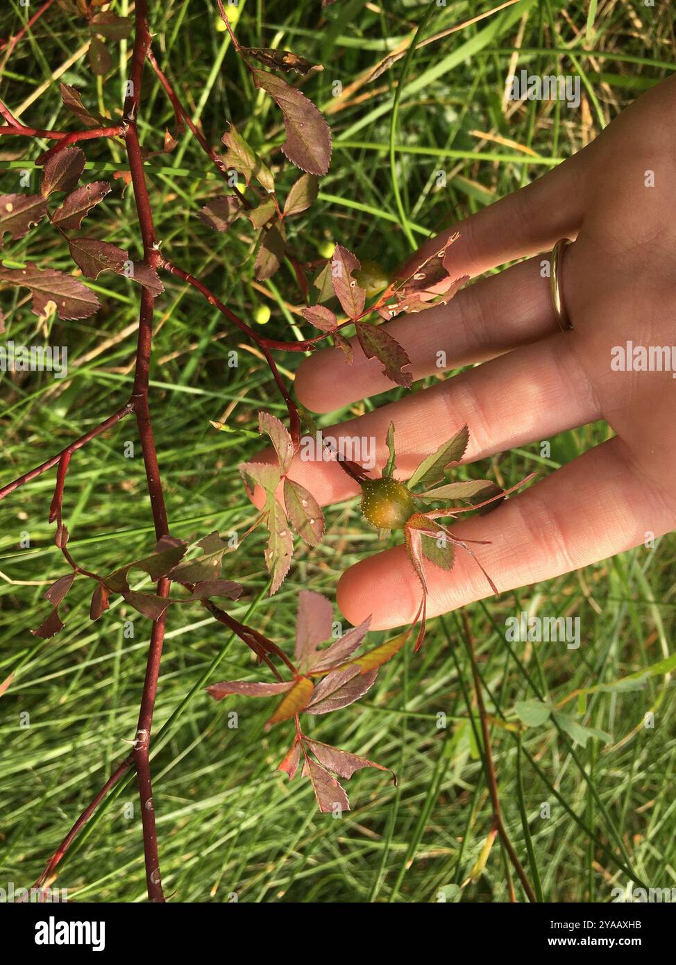 swamp rose (Rosa palustris) Plantae Stock Photo - Alamy