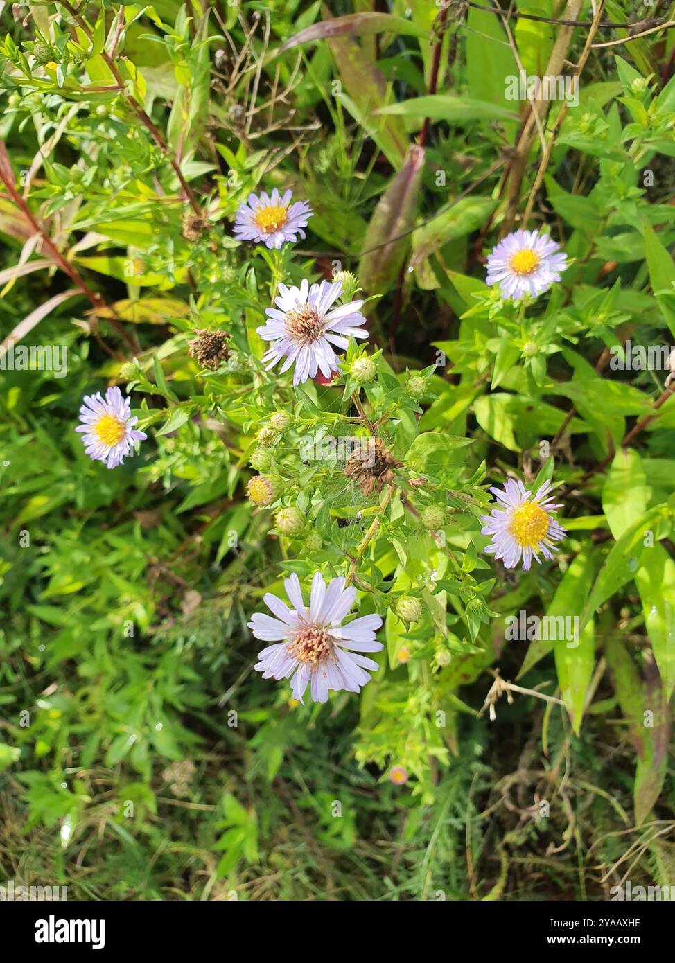 New York aster (Symphyotrichum novi-belgii) Plantae Stock Photo - Alamy