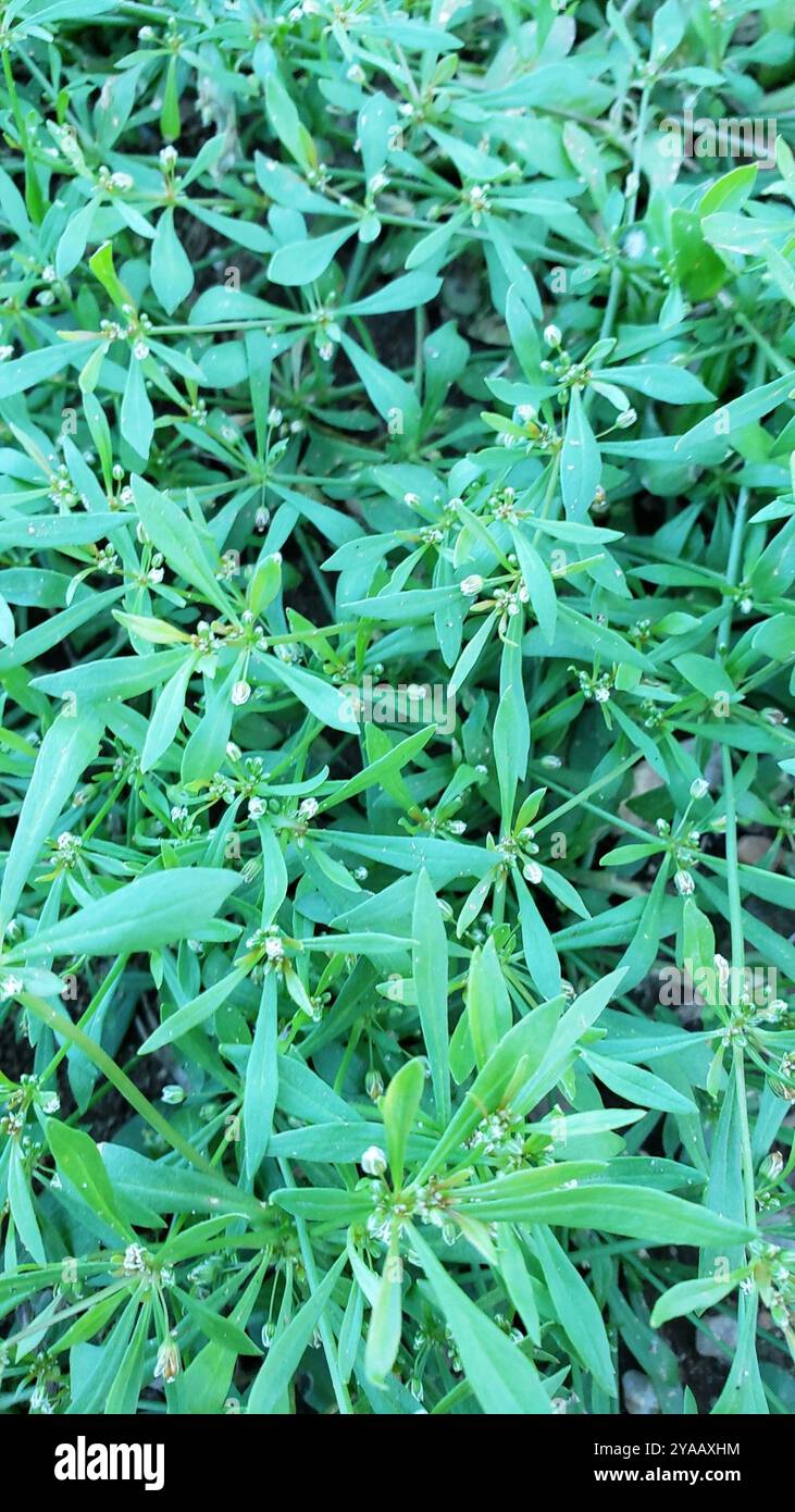 green carpetweed (Mollugo verticillata) Plantae Stock Photo - Alamy