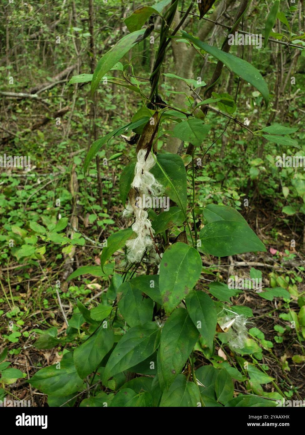 black swallow-wort (Vincetoxicum nigrum) Plantae Stock Photo - Alamy