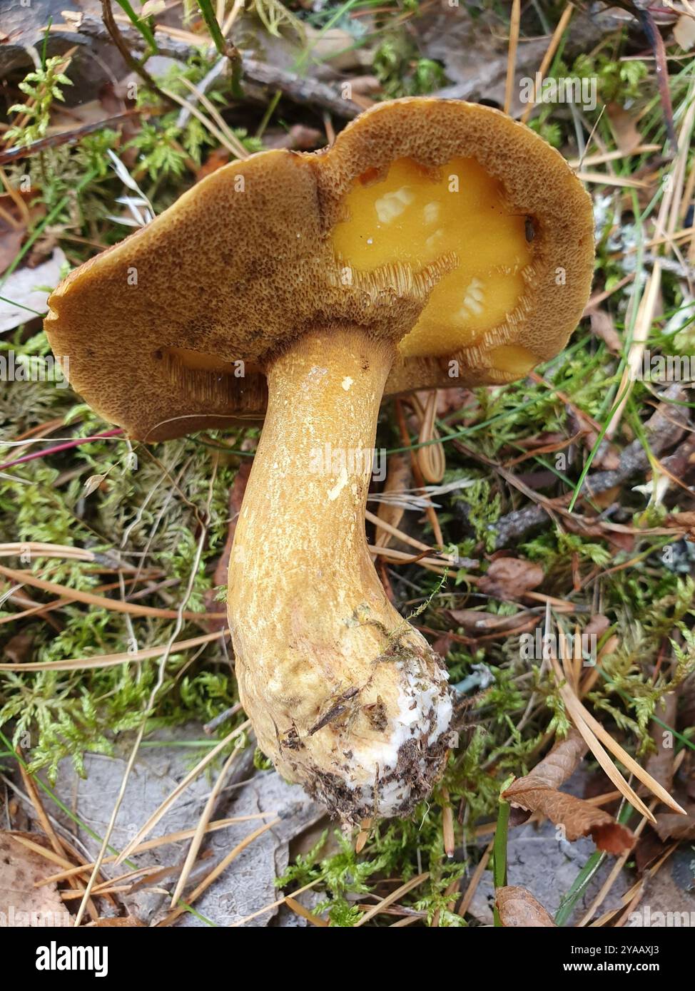 Velvet Bolete (Suillus variegatus) Fungi Stock Photo - Alamy