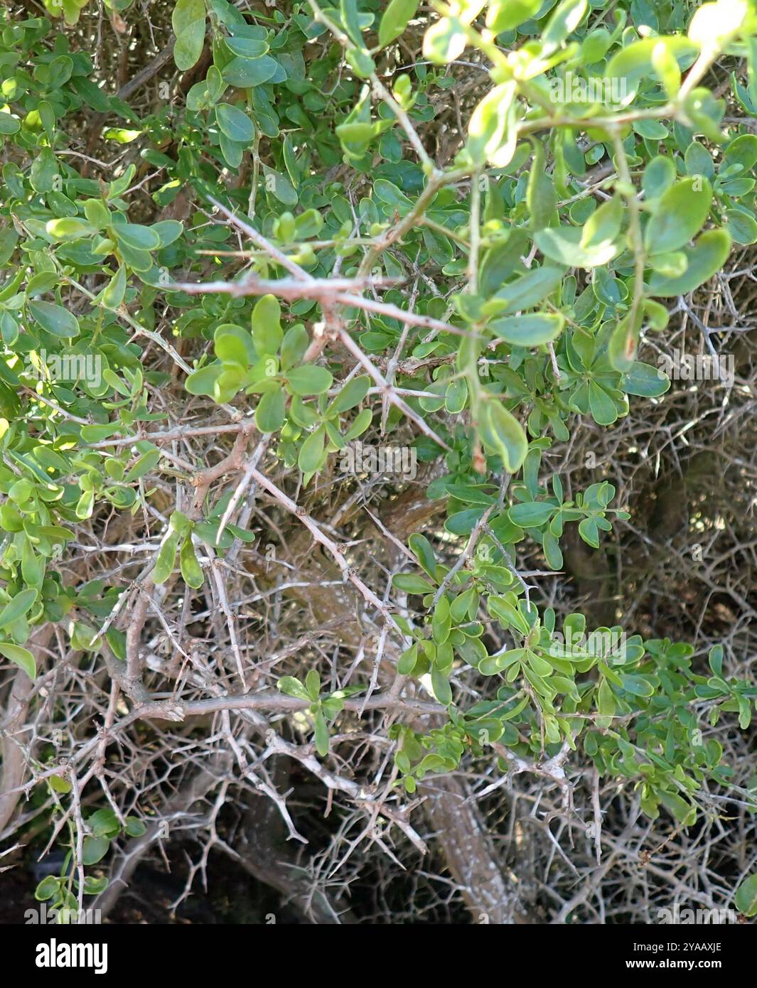 African boxthorn (Lycium ferocissimum) Plantae Stock Photo - Alamy