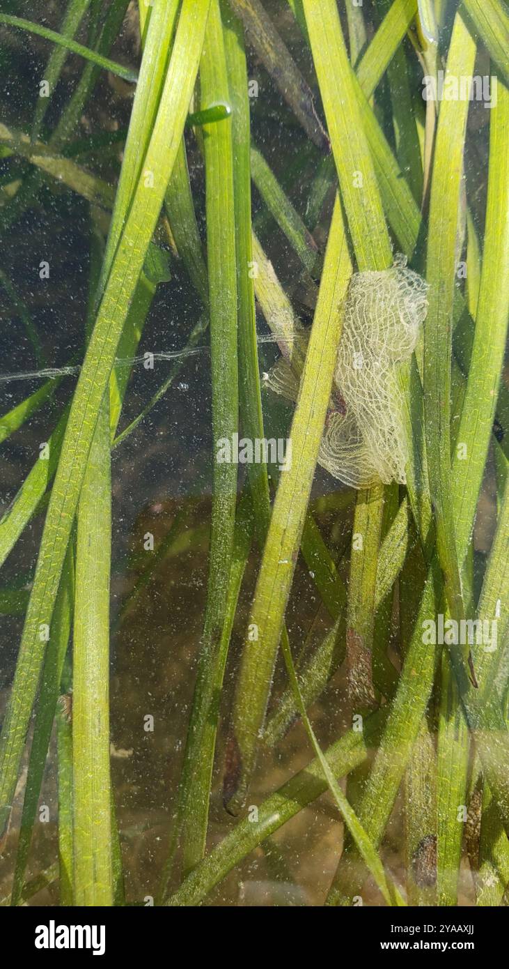 Navanax hi-res stock photography and images - Alamy