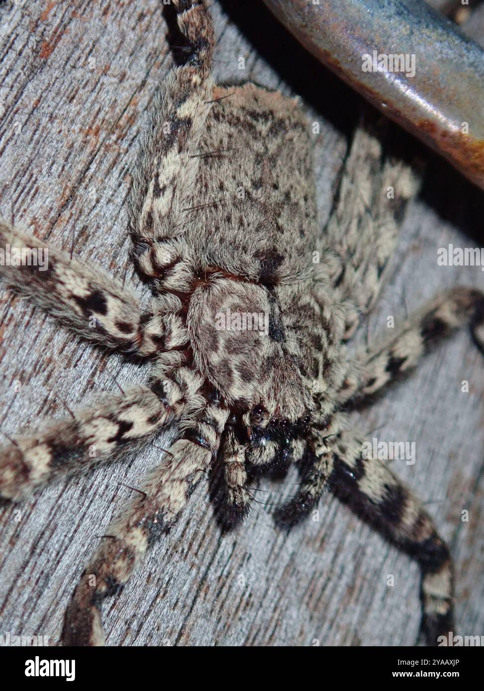 Crescent-eyed Spiders (Selenops) Arachnida Stock Photo - Alamy