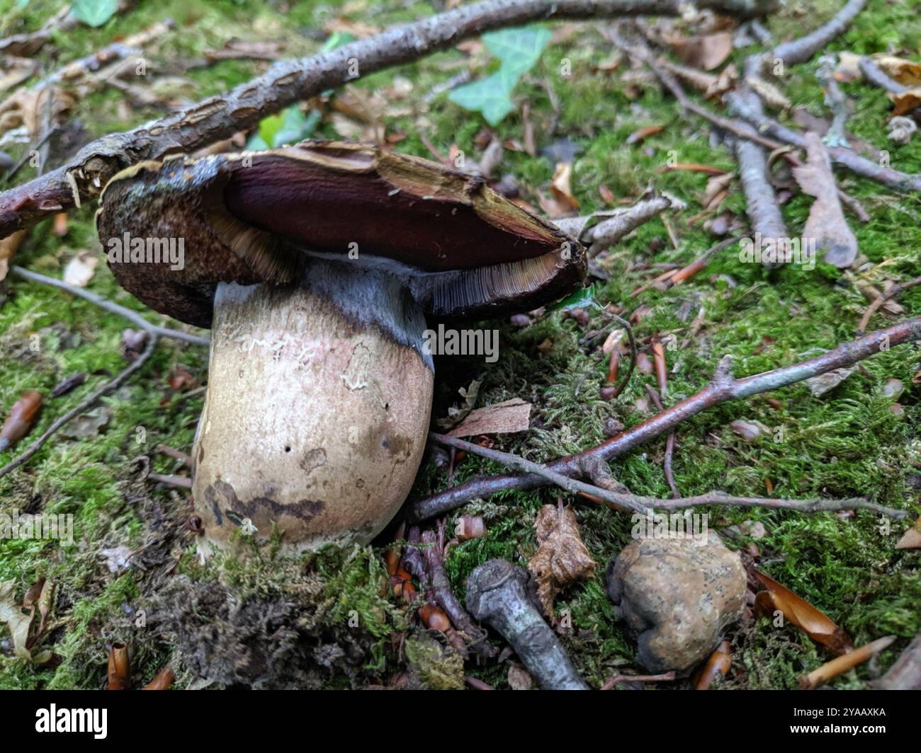 boletes (Boletaceae) Fungi Stock Photo - Alamy