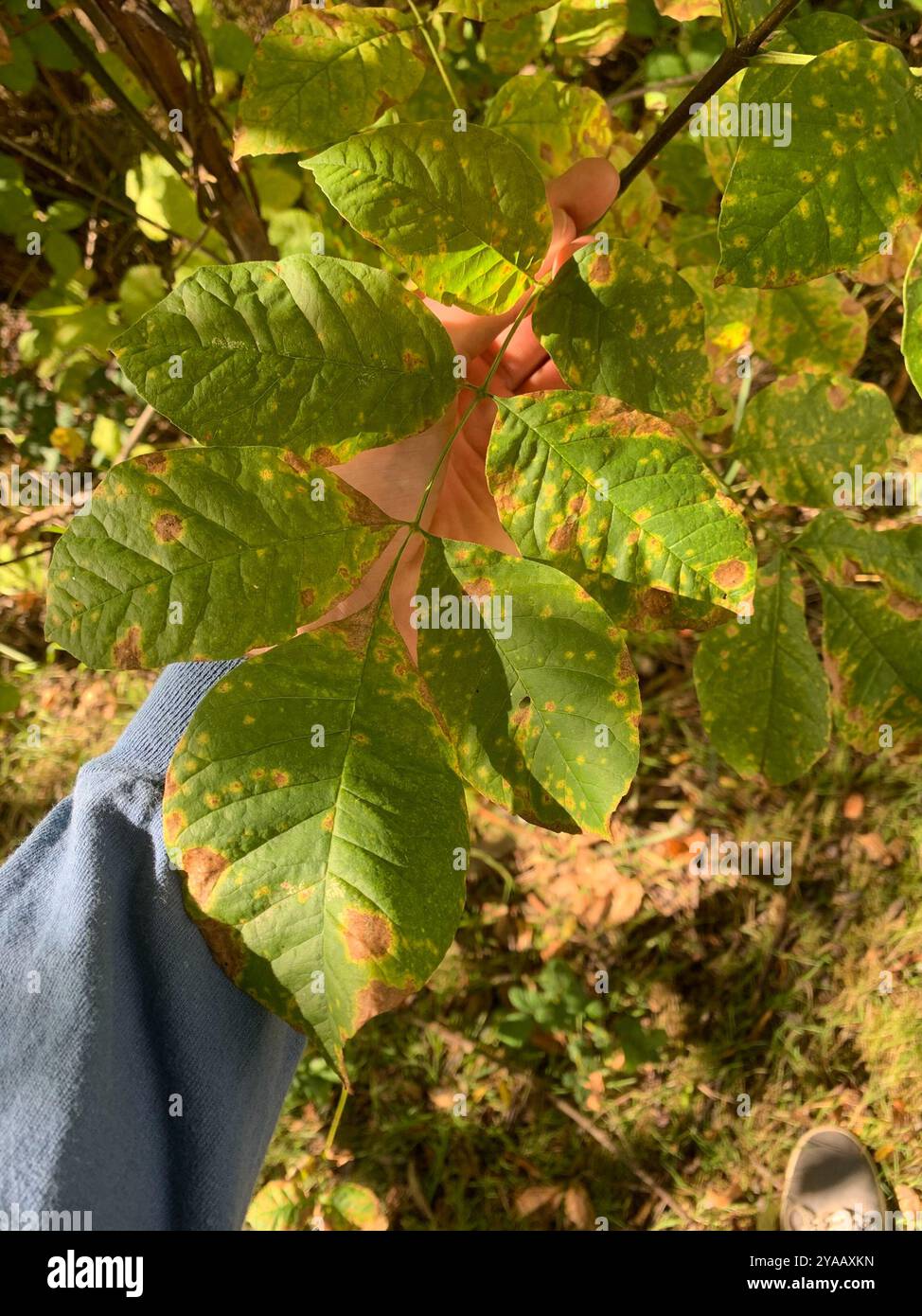 Oregon Ash (Fraxinus latifolia) Plantae Stock Photo - Alamy