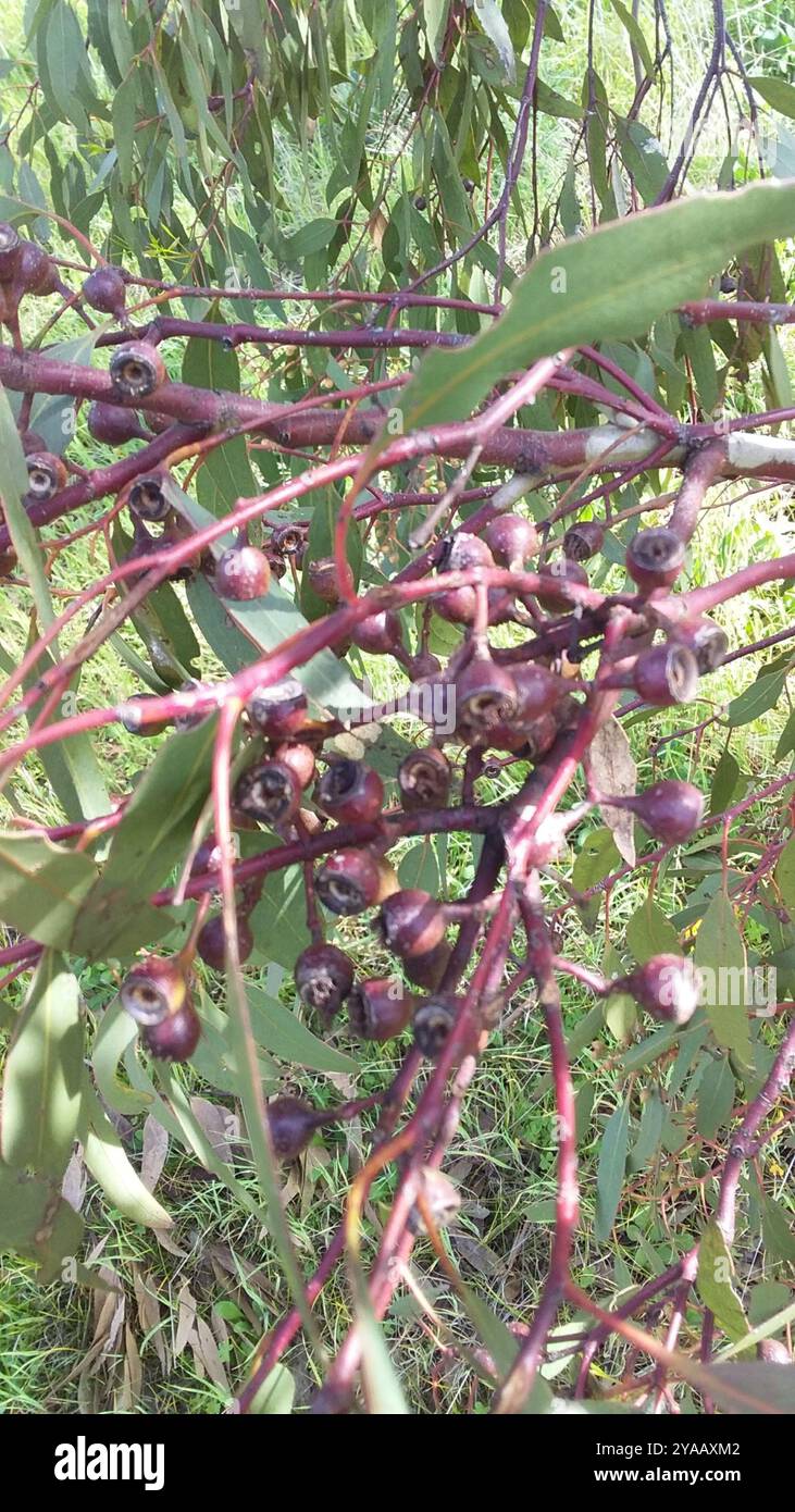 South Australian Blue Gum (Eucalyptus leucoxylon leucoxylon) Plantae ...