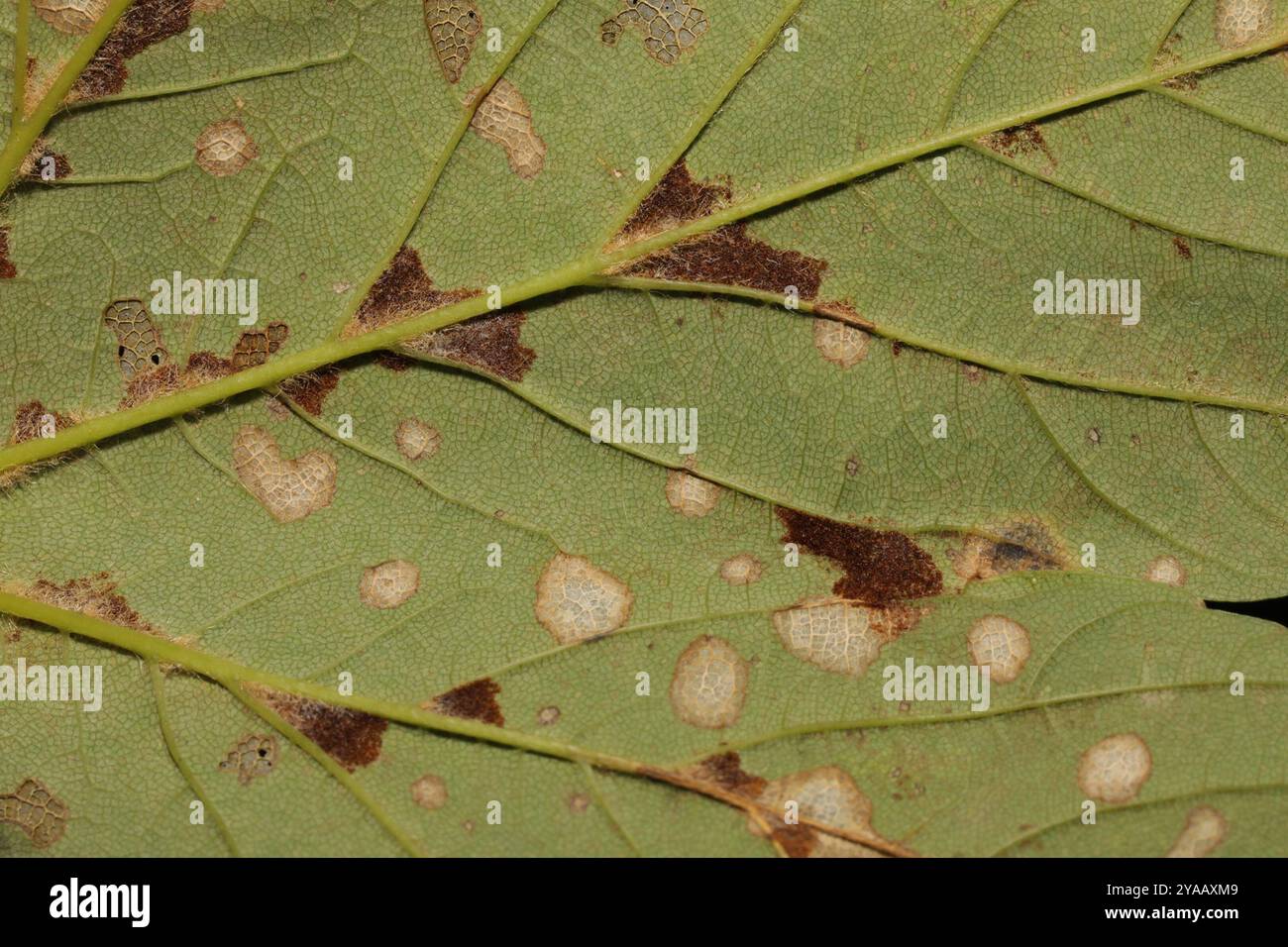 Sycamore Felt Gall Mite (Aceria pseudoplatani) Arachnida Stock Photo ...