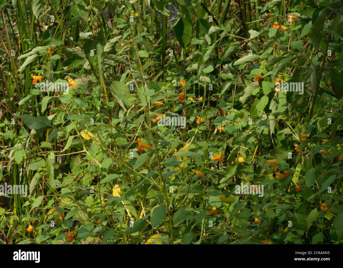 common jewelweed (Impatiens capensis) Plantae Stock Photo - Alamy