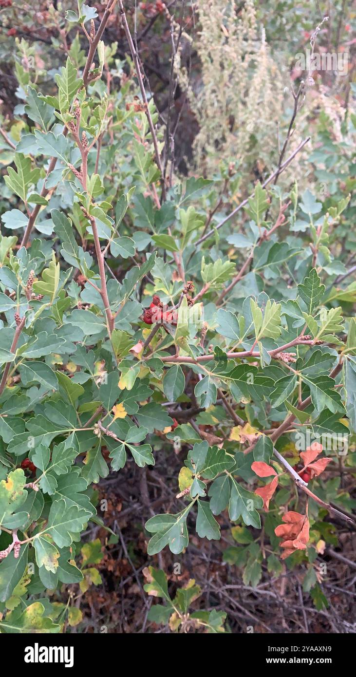 fragrant sumac (Rhus aromatica) Plantae Stock Photo - Alamy