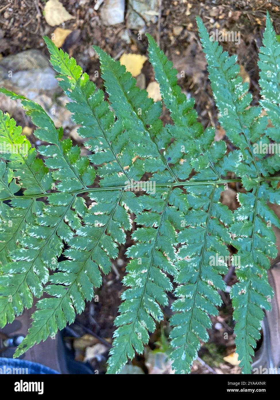 broad buckler-fern (Dryopteris dilatata) Plantae Stock Photo - Alamy