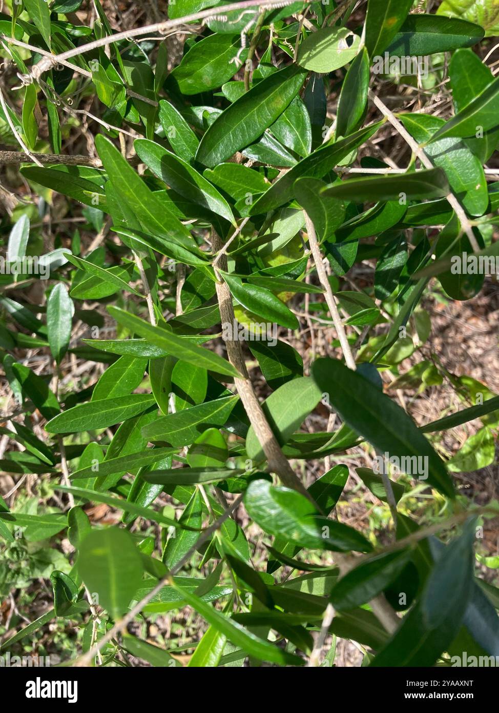 Florida swampprivet (Forestiera segregata) Plantae Stock Photo - Alamy