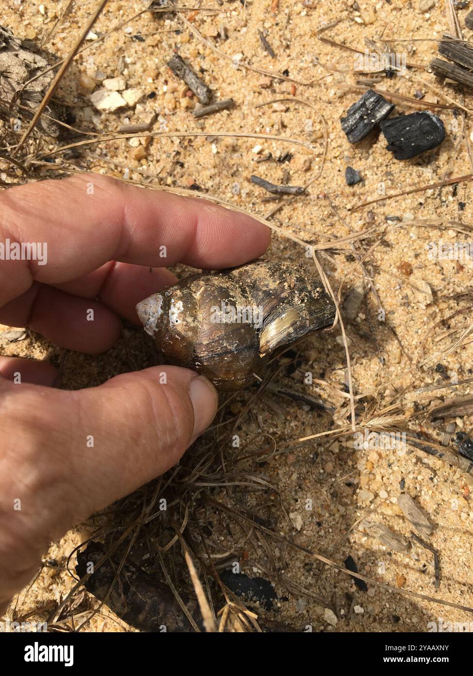 Chinese Mystery Snail (Cipangopaludina chinensis) Mollusca Stock Photo ...