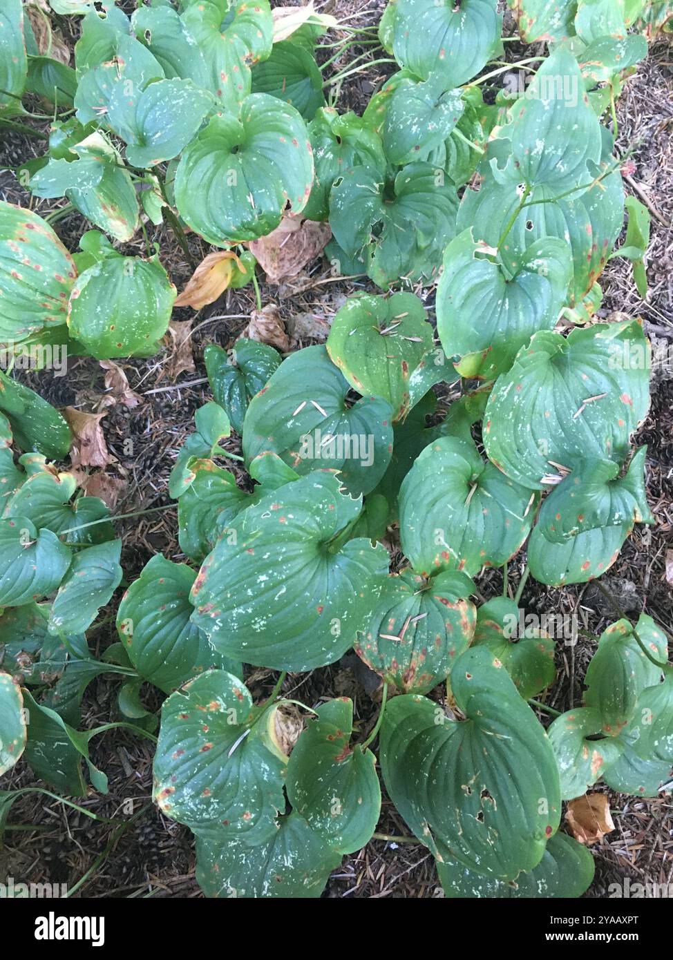 Western Lily of the Valley (Maianthemum dilatatum) Plantae Stock Photo ...