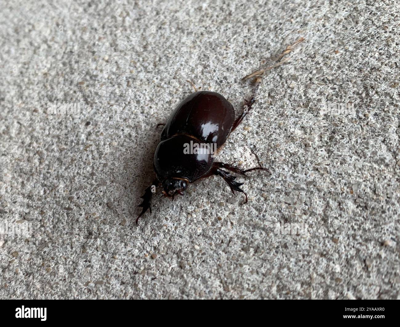 Ox Beetles (Strategus) Insecta Stock Photo - Alamy