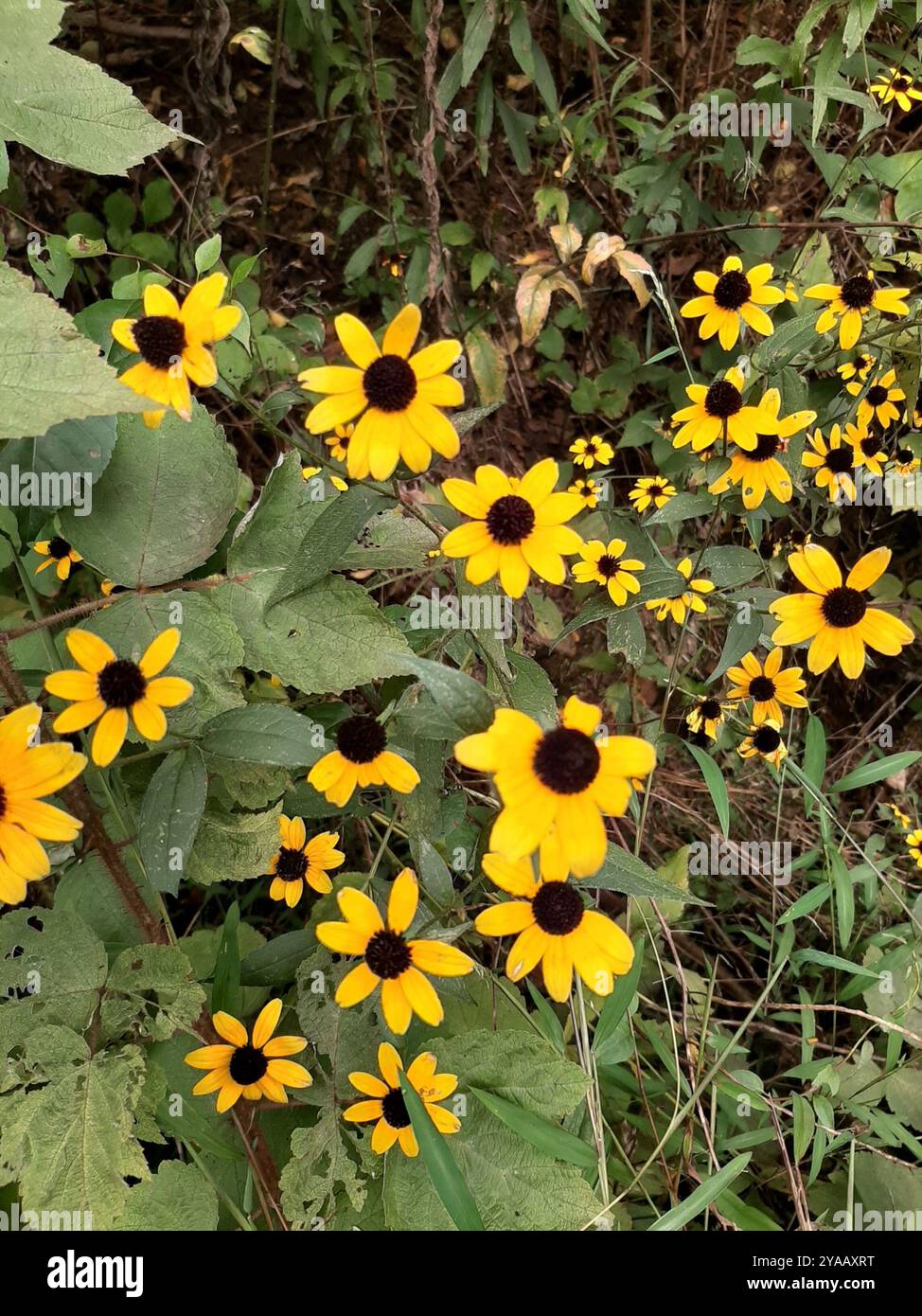 brown-eyed Susan (Rudbeckia triloba) Plantae Stock Photo - Alamy