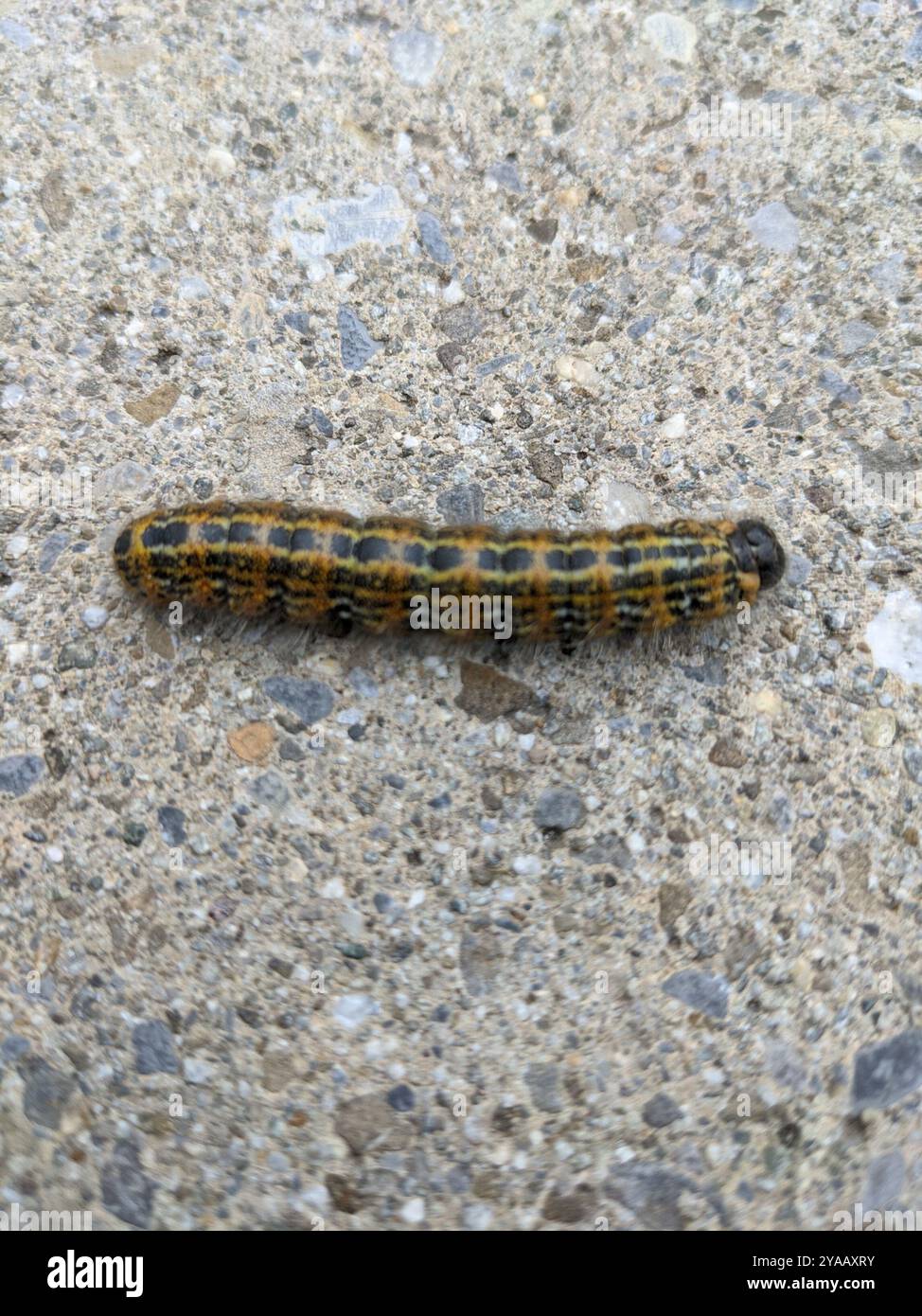 Buff-tip (Phalera bucephala) Insecta Stock Photo - Alamy