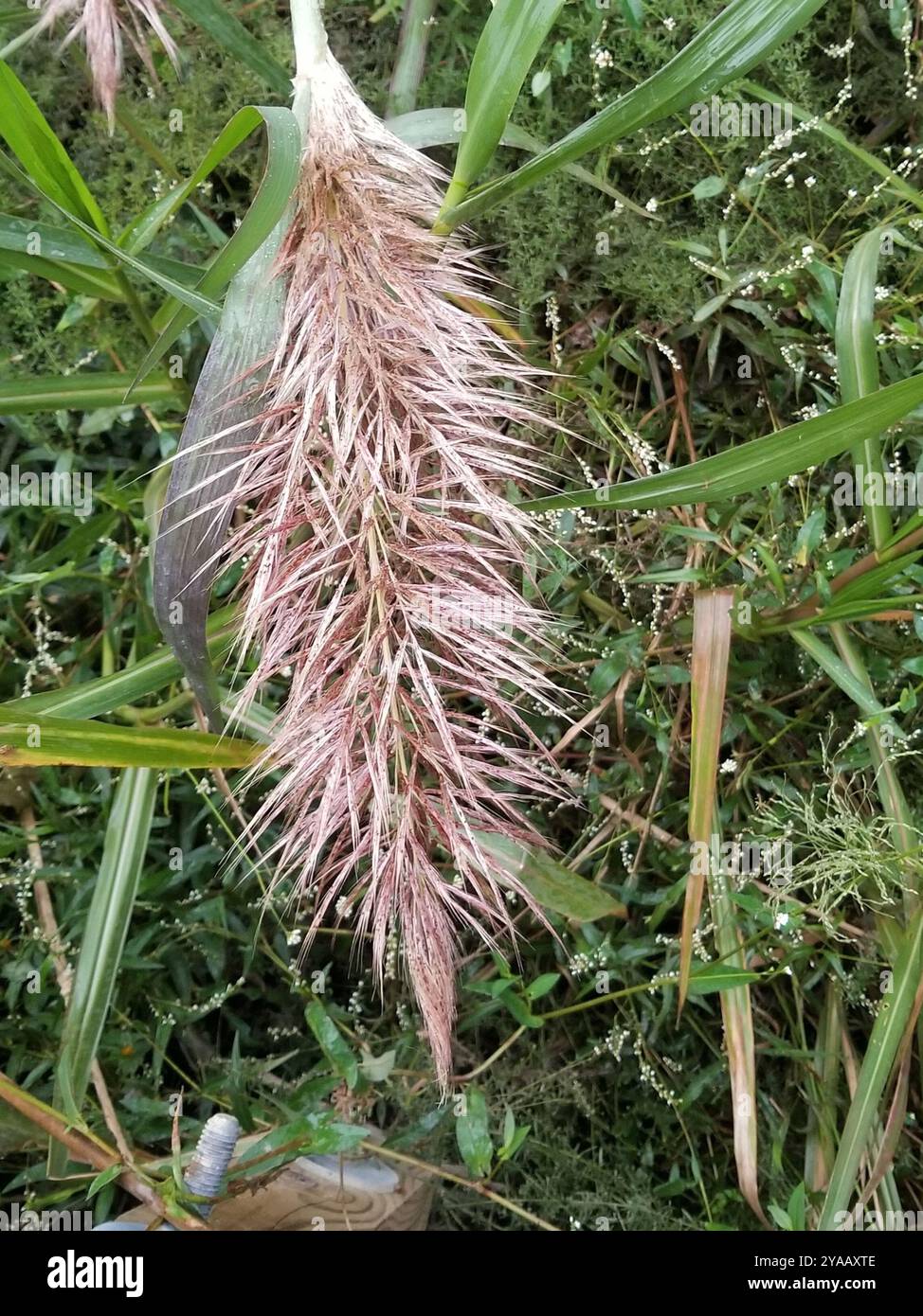 grasses (Poaceae) Plantae Stock Photo - Alamy
