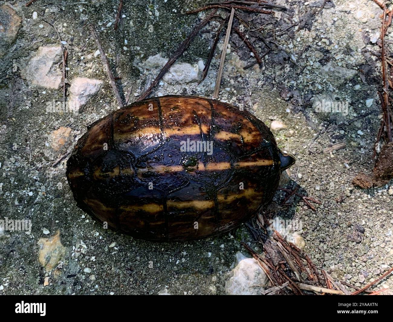 Striped Mud Turtle (Kinosternon baurii) Reptilia Stock Photo - Alamy