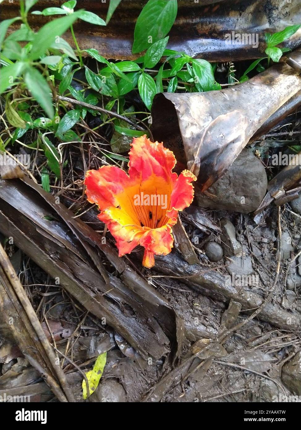 African tulip tree (Spathodea campanulata) Plantae Stock Photo - Alamy