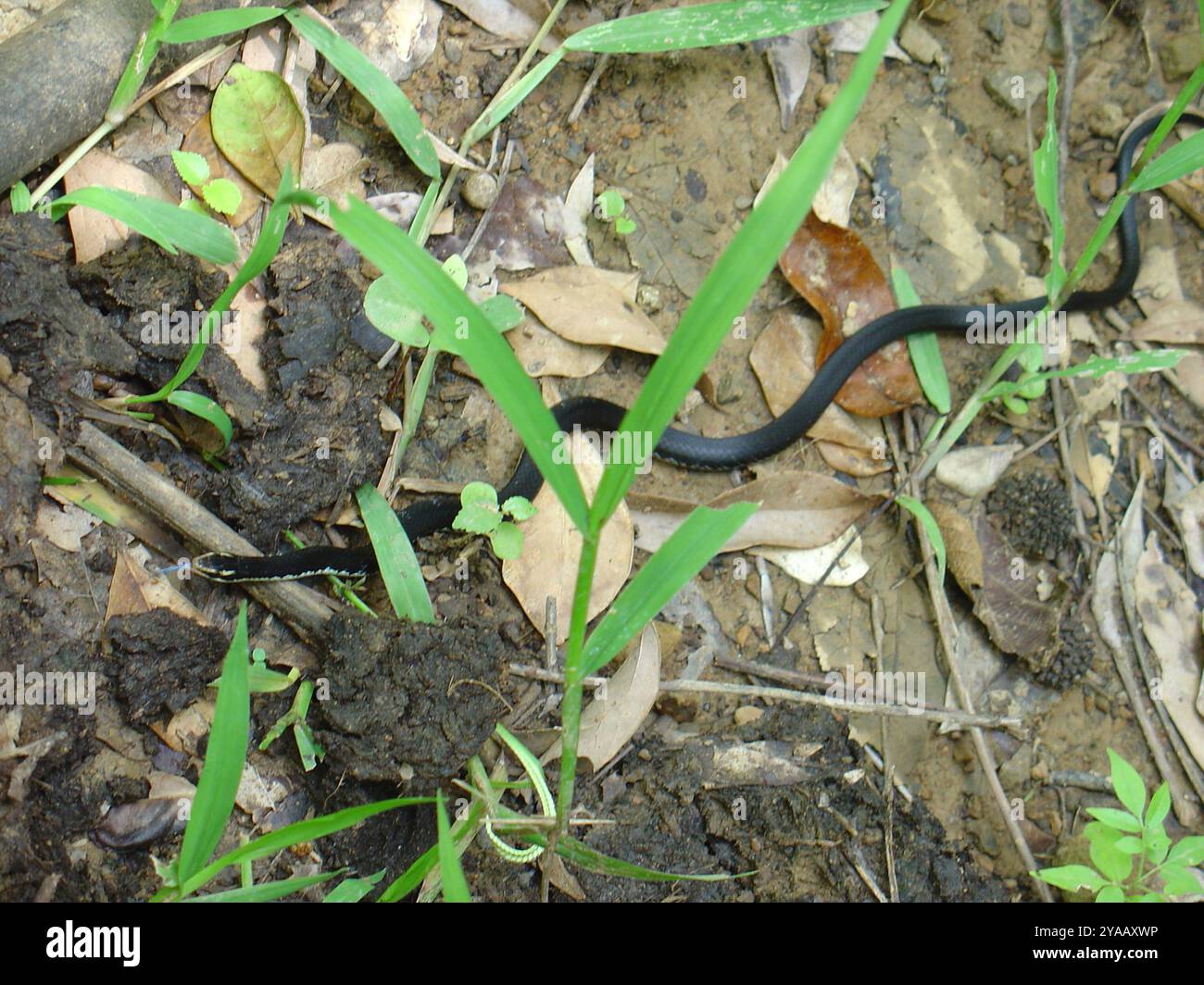 Cuban racer hi-res stock photography and images - Alamy