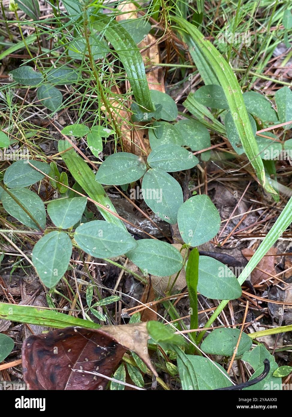 perennial wooly bean (Strophostyles umbellata) Plantae Stock Photo - Alamy