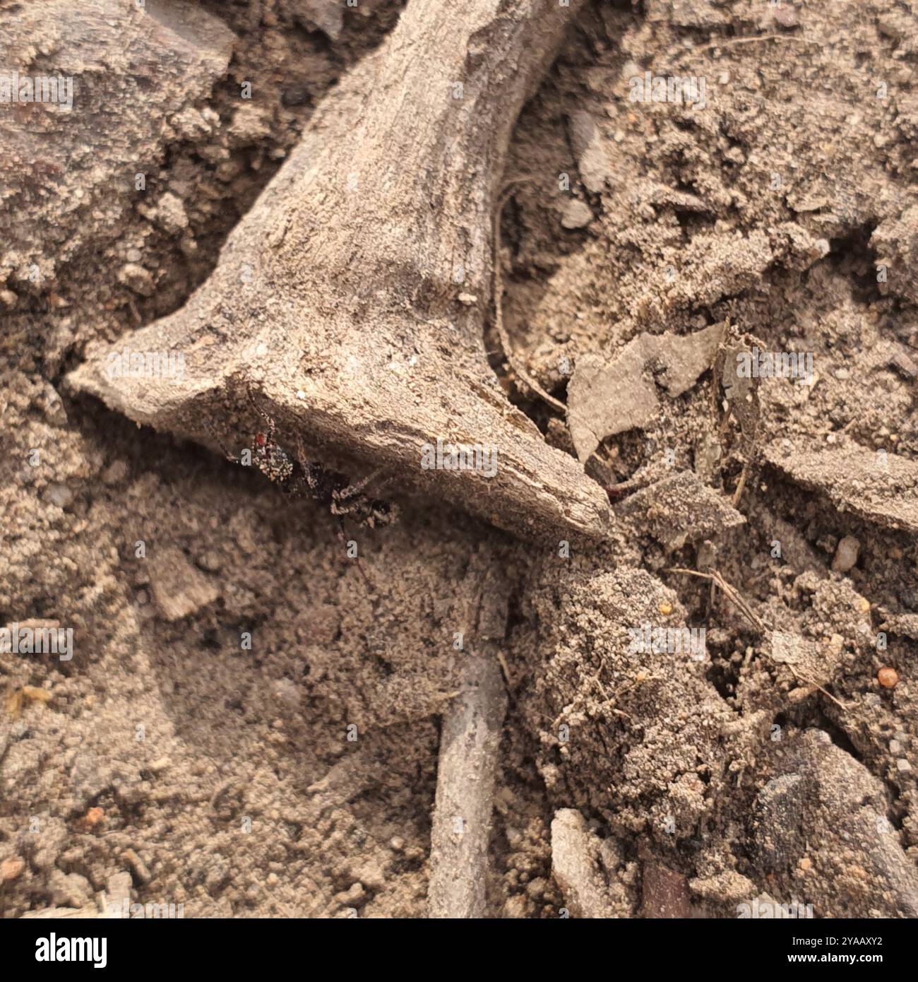 Pony Ants (Rhytidoponera) Insecta Stock Photo - Alamy