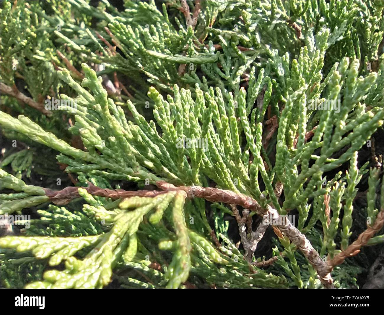 savin juniper (Juniperus sabina) Plantae Stock Photo - Alamy