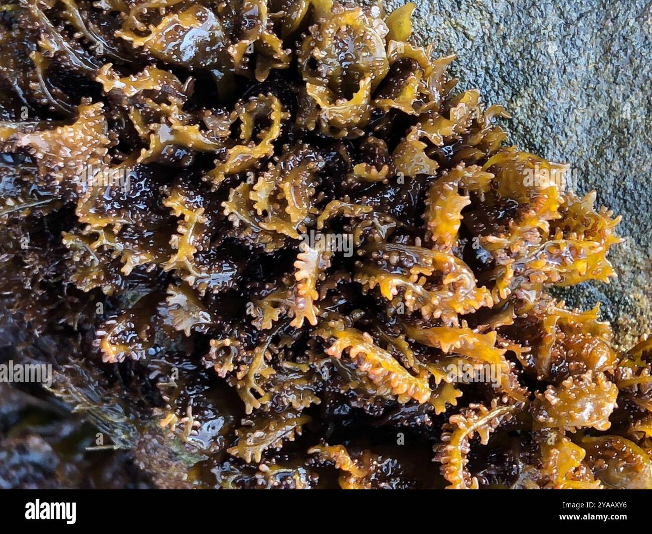 Turkish washcloth (Mastocarpus papillatus) Plantae Stock Photo - Alamy