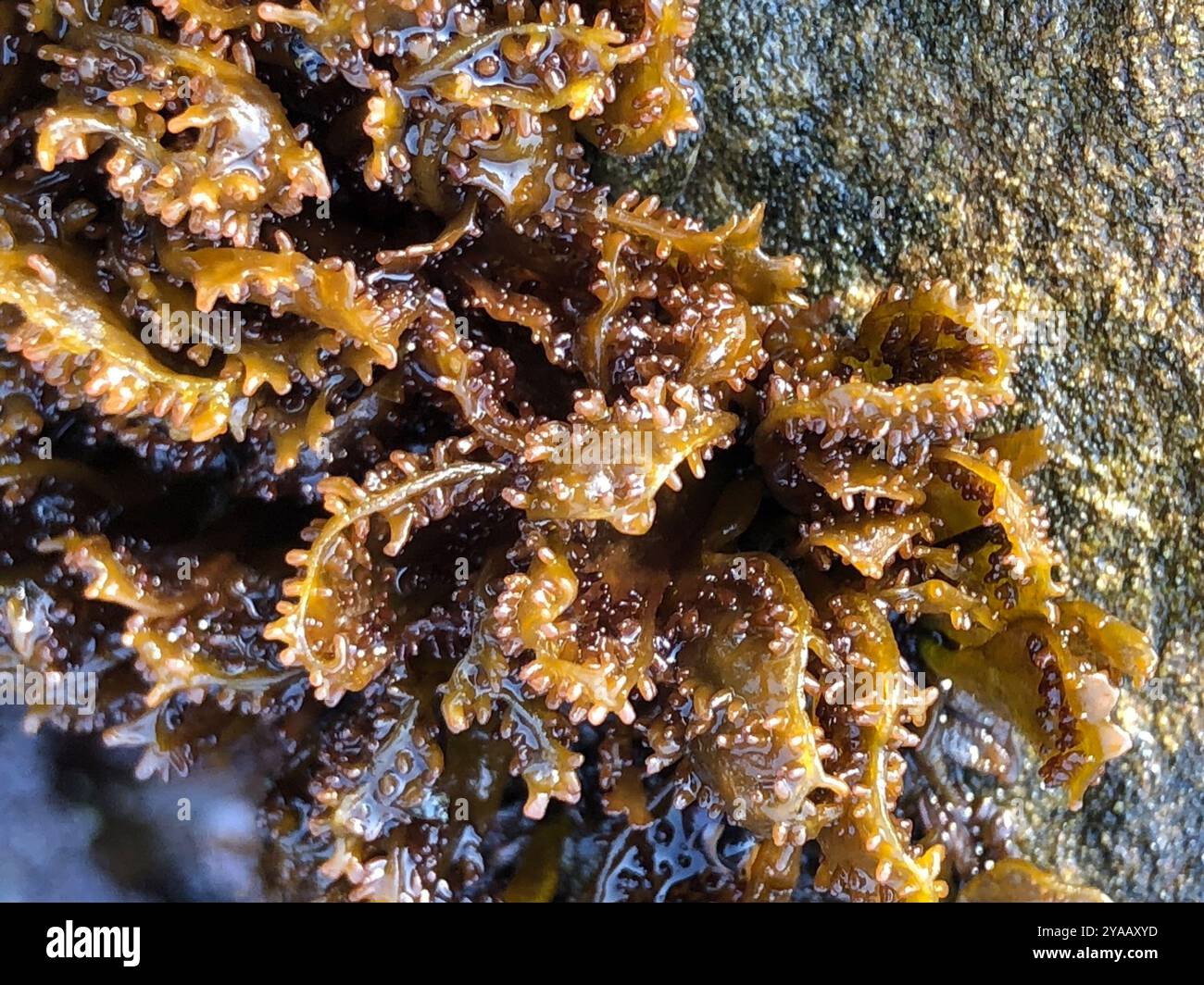 Turkish washcloth (Mastocarpus papillatus) Plantae Stock Photo - Alamy