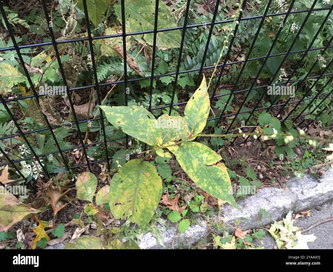 American jumpseed (Persicaria virginiana) Plantae Stock Photo - Alamy