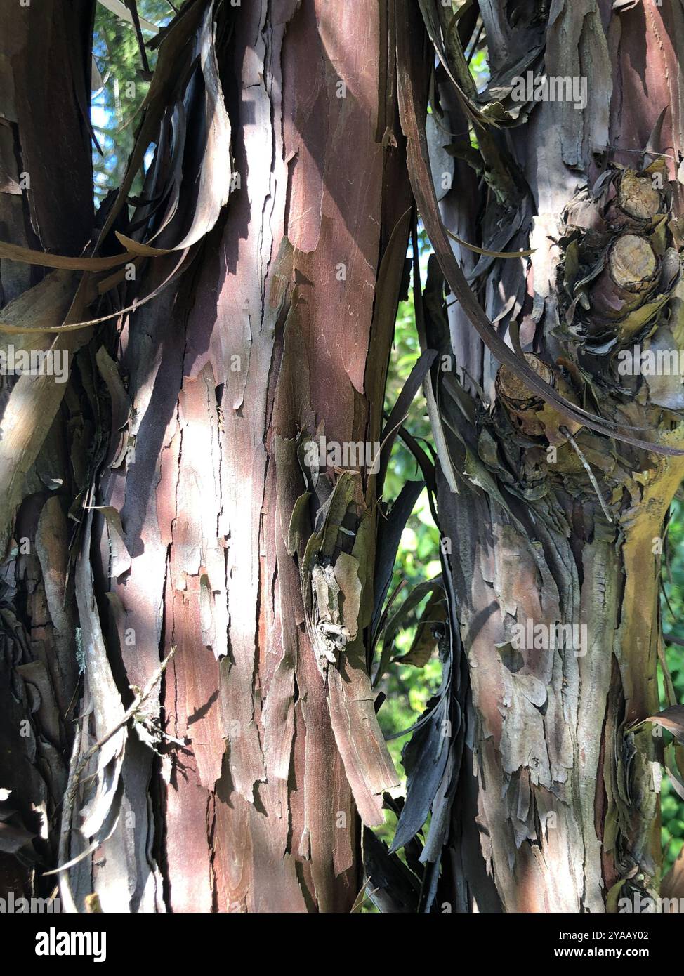 Kawaka (Libocedrus plumosa) Plantae Stock Photo - Alamy