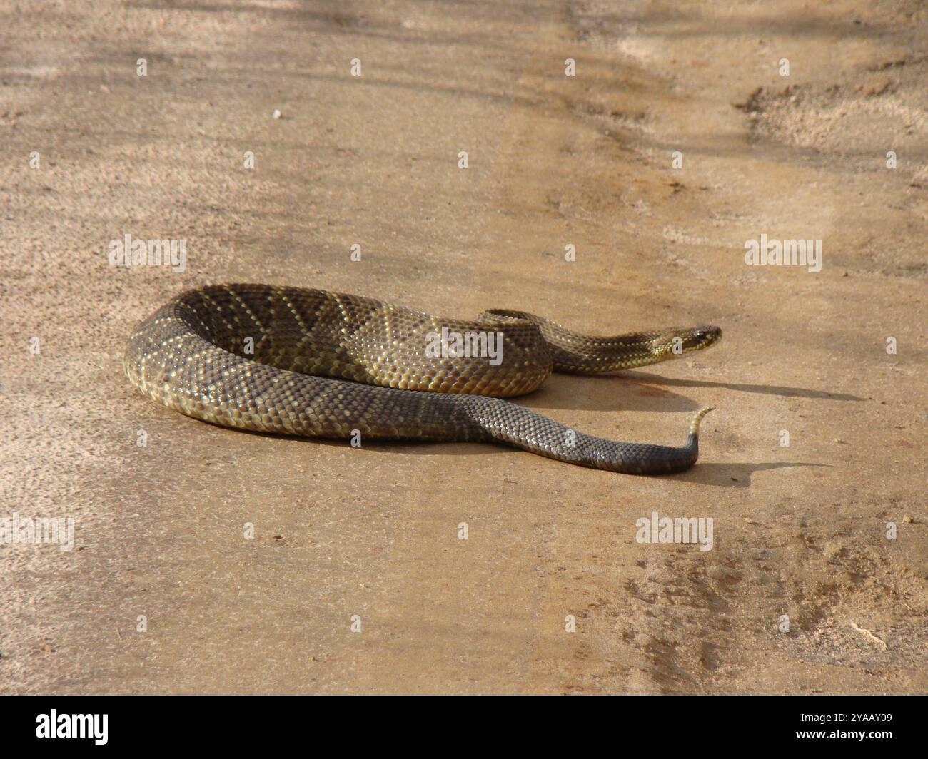 Neotropical Rattlesnake (Crotalus durissus) Reptilia Stock Photo - Alamy