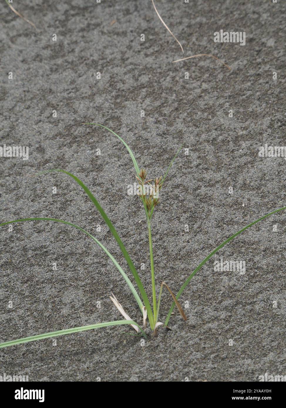 Purple nutsedge (Cyperus rotundus) Plantae Stock Photo - Alamy