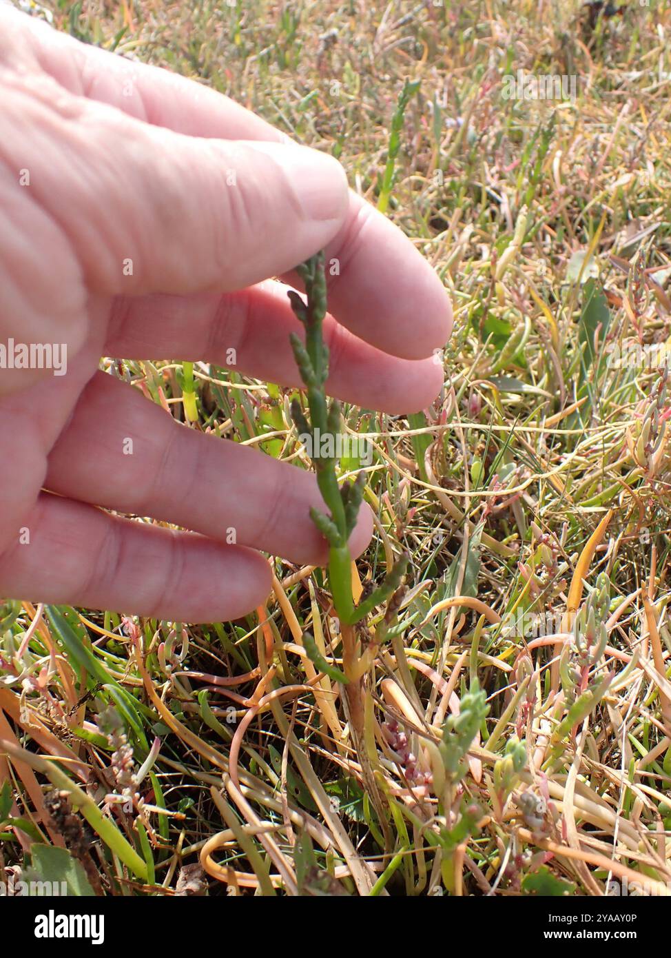Common Glasswort (Salicornia europaea) Plantae Stock Photo - Alamy