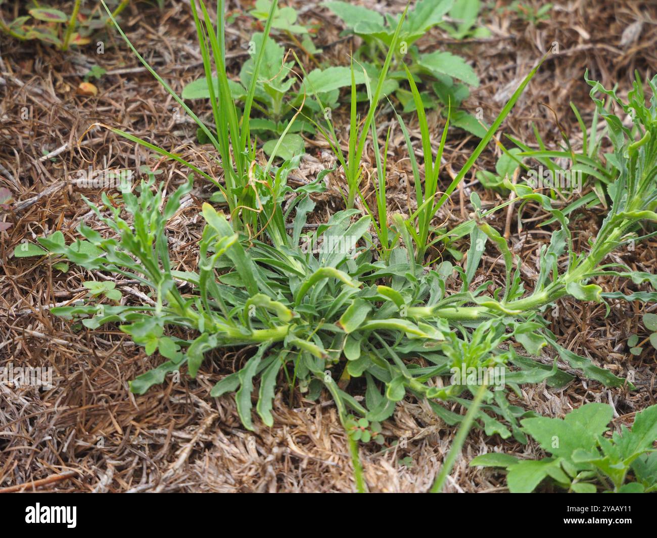 cutleaf evening primrose (Oenothera laciniata) Plantae Stock Photo - Alamy